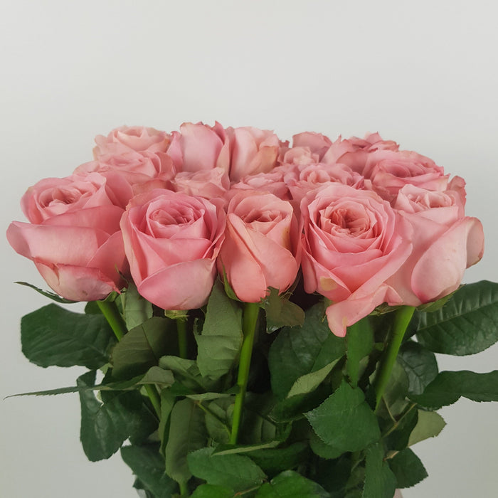 Rose (Imported) - Pink | Floristika Bangsar