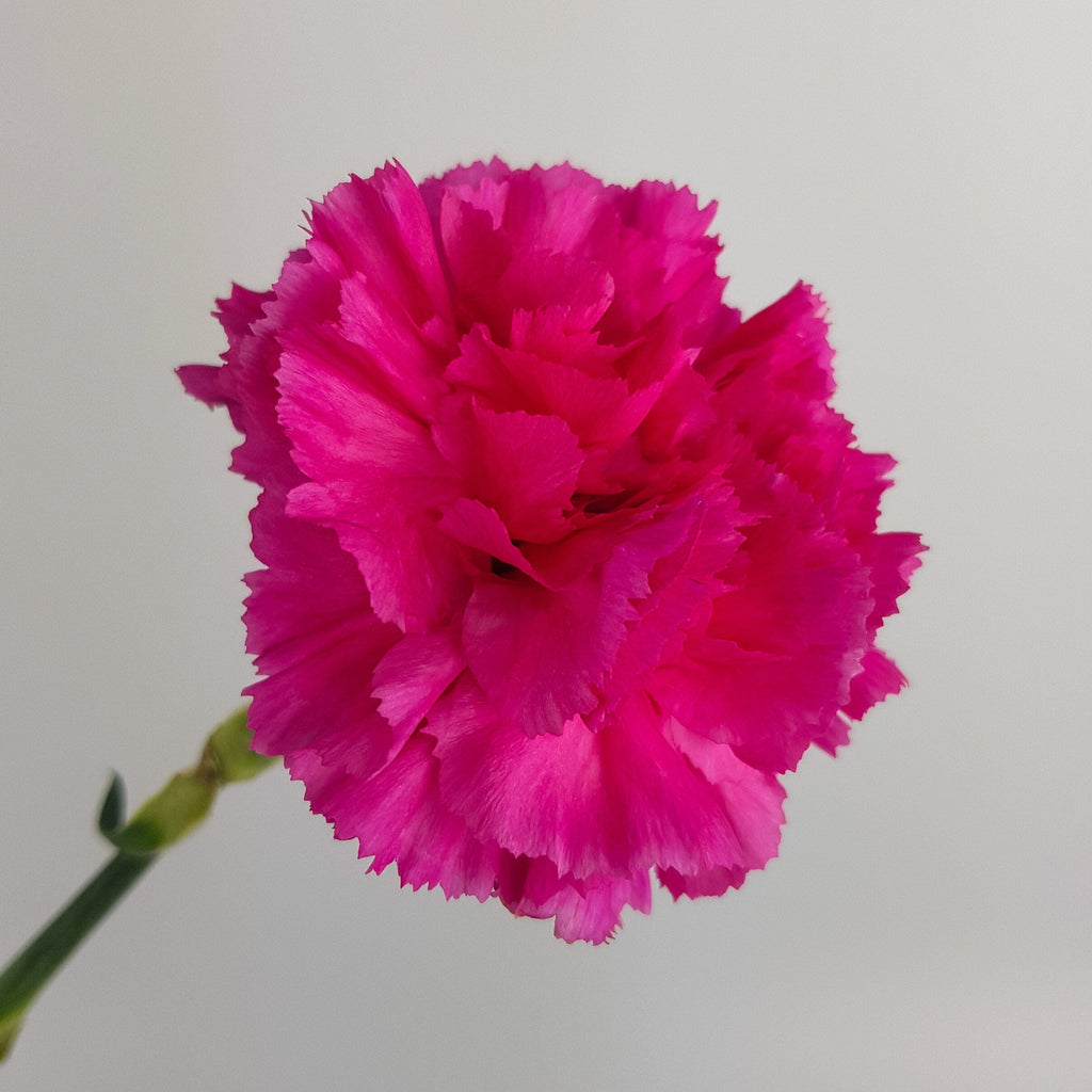 Carnation Malaysia | One / Two Tone Variety Wholesale Prices