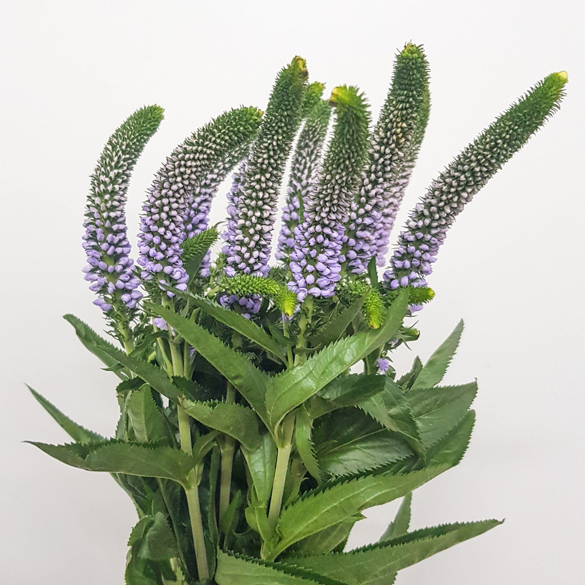 Fresh Cut Veronica Light Purple for Sale - Wholesale Prices