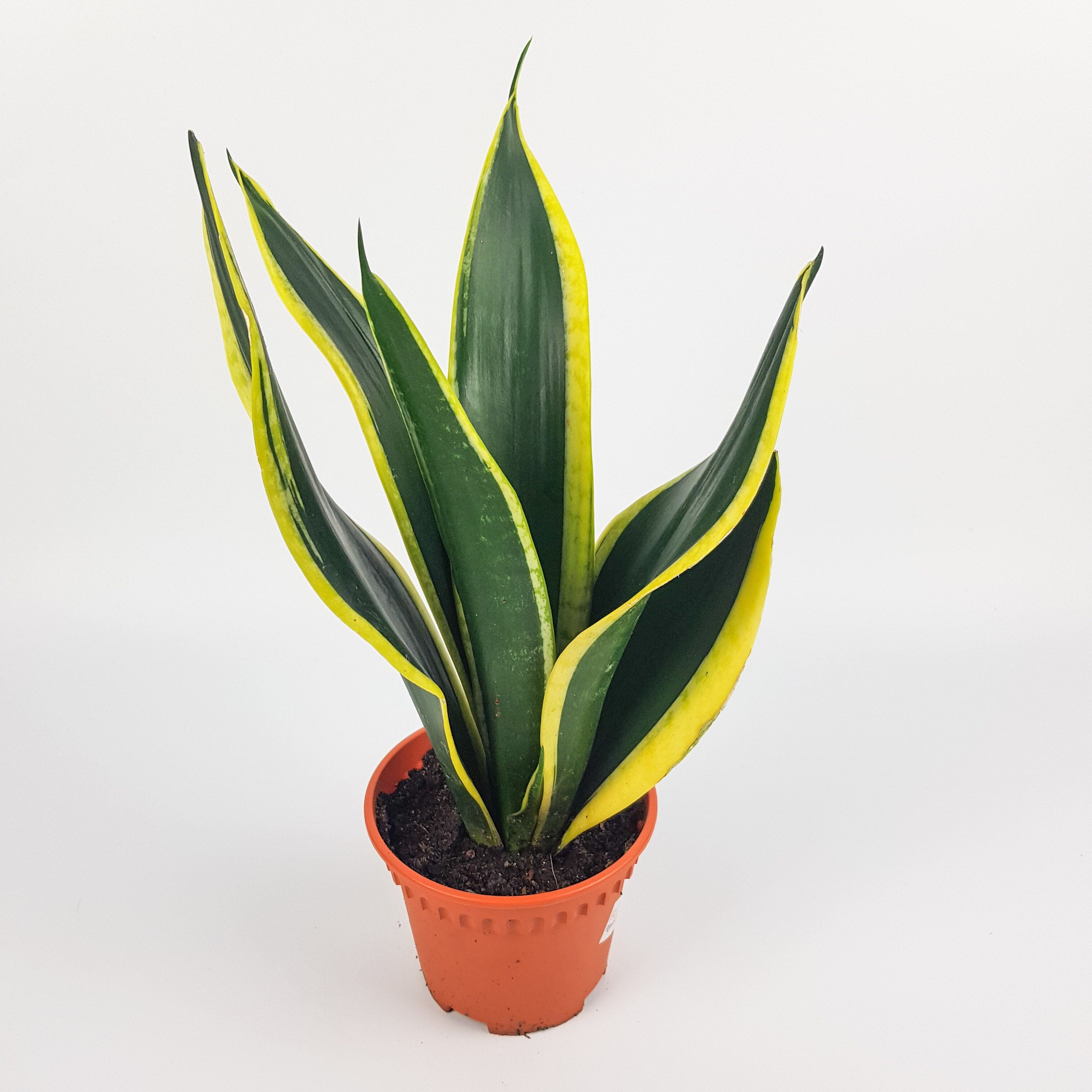 Sansevieria Superba (P120) – Floristika.com.my