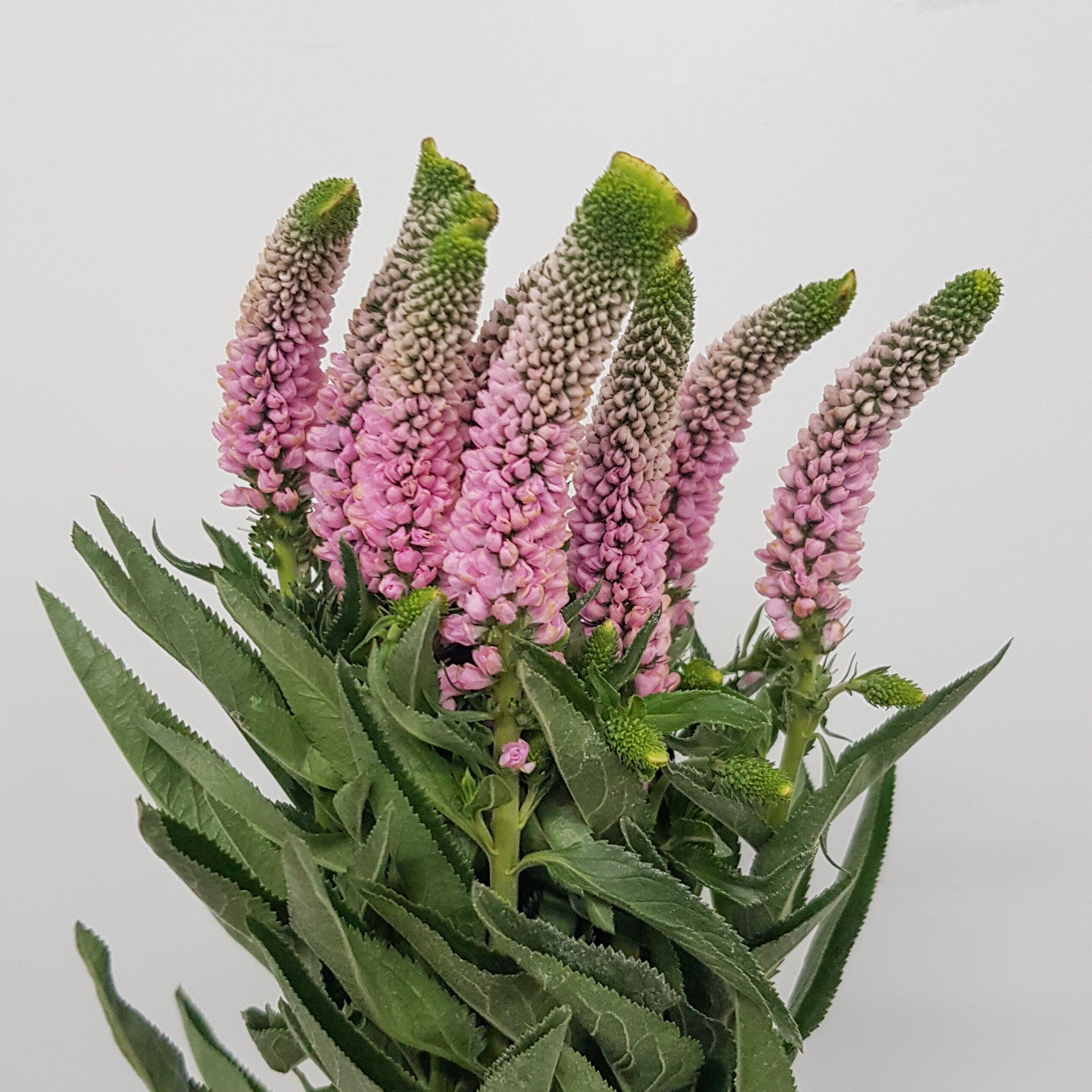 Buy Fresh Cut Veronica Online at Floristika.com.my