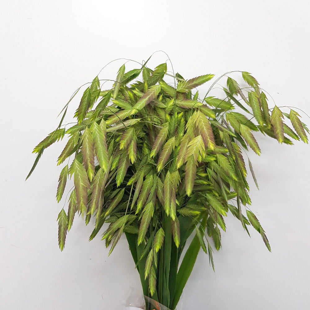 Panicum/Fountain Grass | Floristika Bangsar