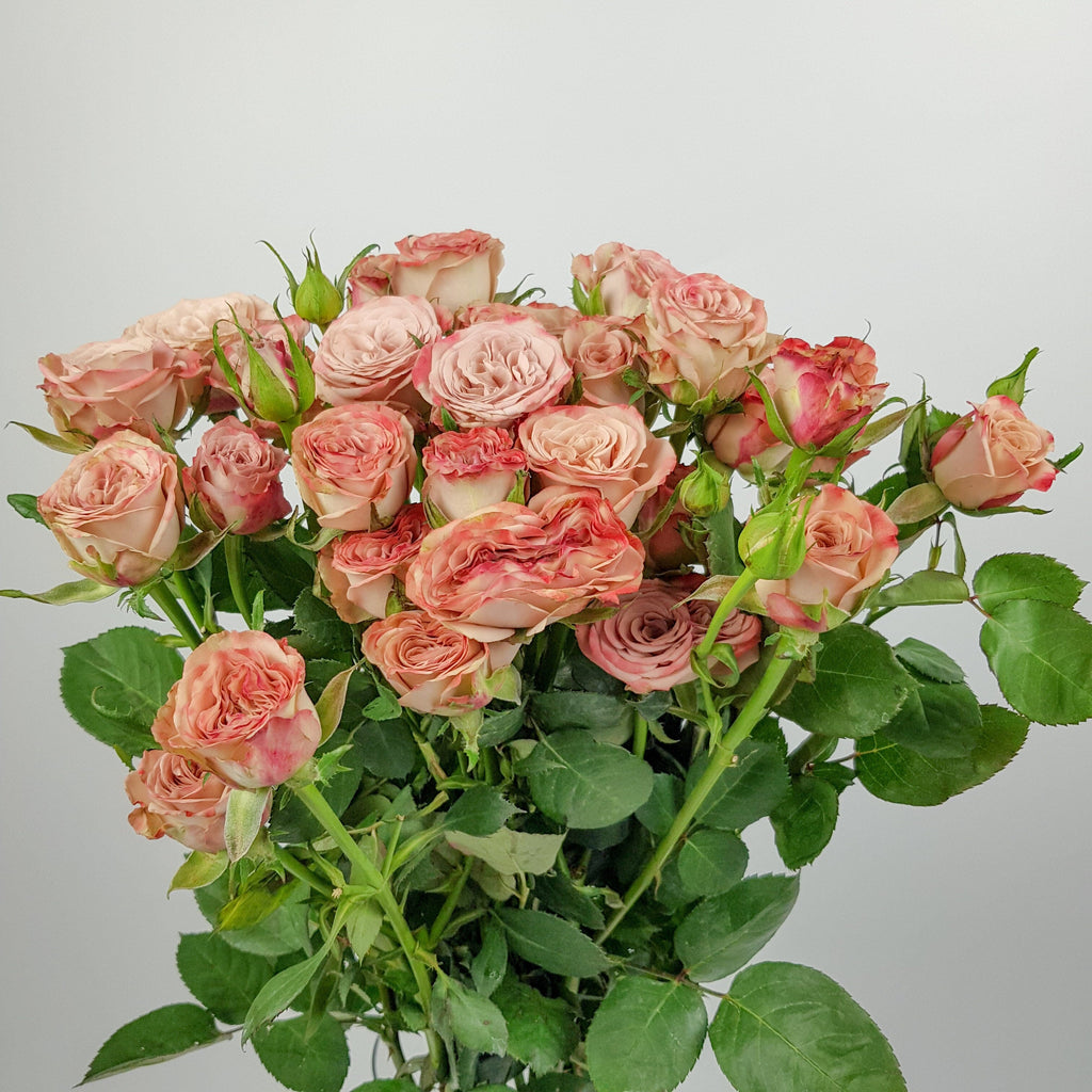 Wholesale Fresh Cut Roses with Convenient Delivery - Floristika