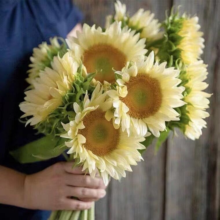 Wholesale Fresh Cut Sunflowers Malaysia | Floristika.com.my