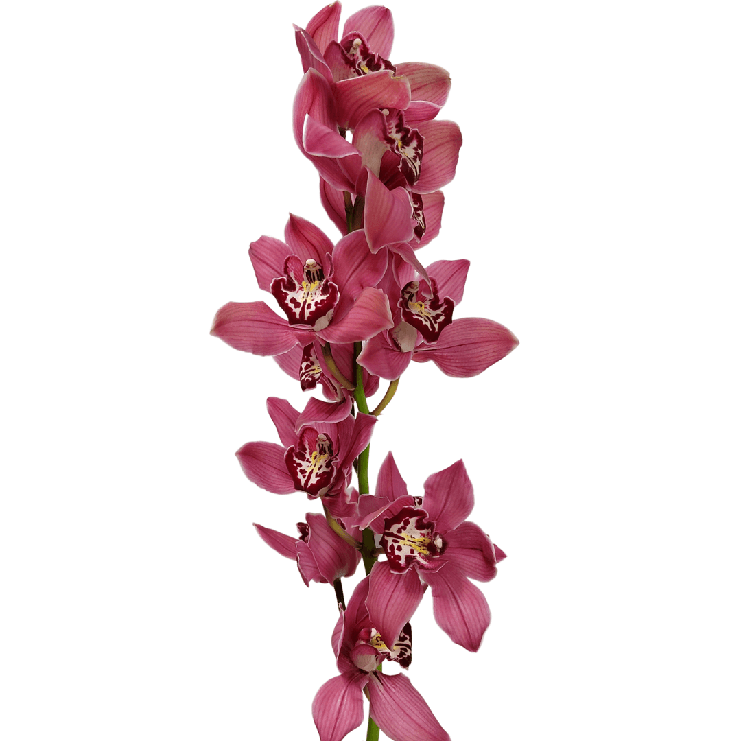Cymbidium - Ferrari Red – Floristika.com.my