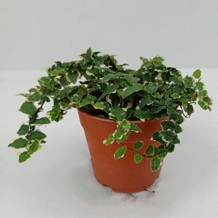 Ficus Sunny White (P8.5)