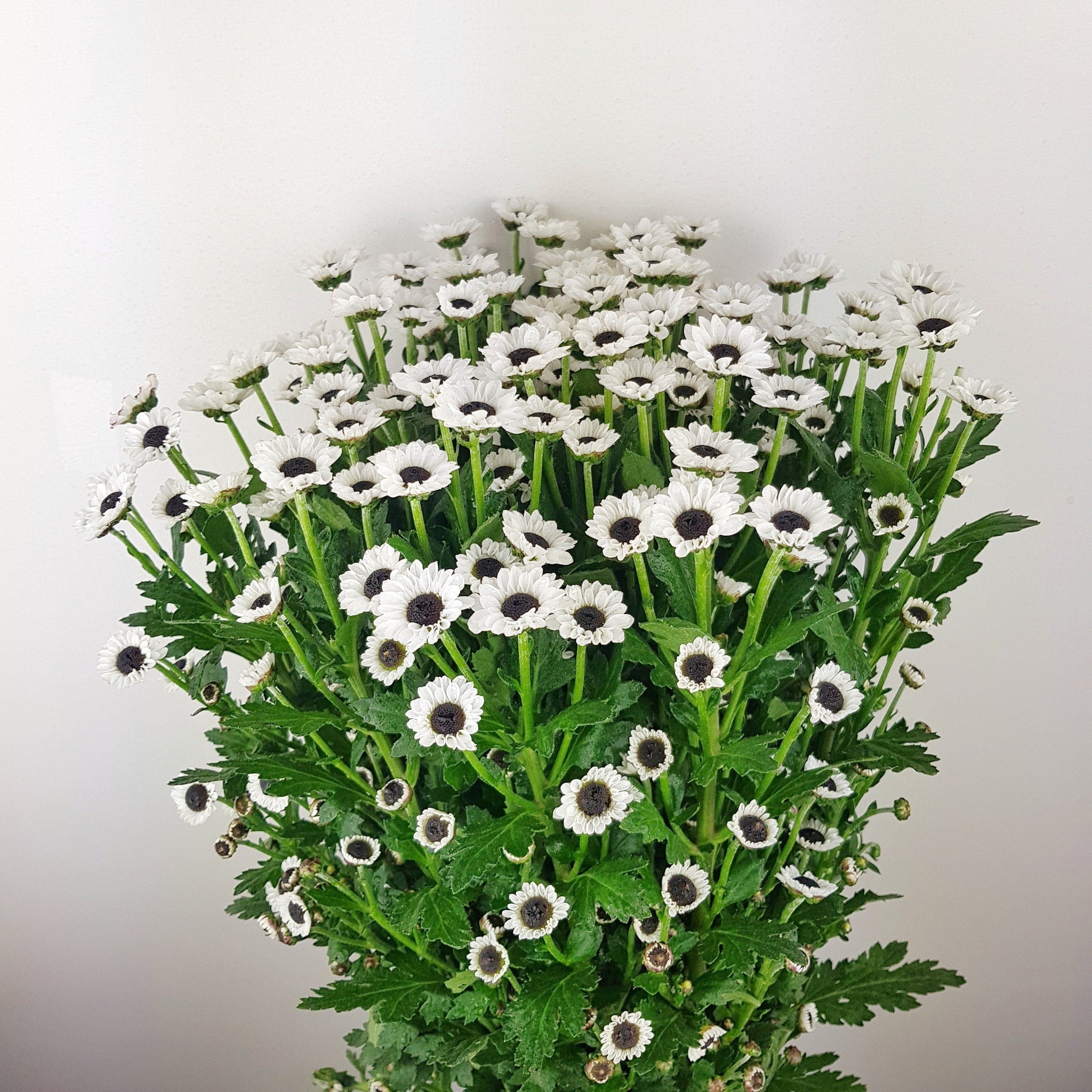 Chrysanthemum Flowers | Floristika Bangsar