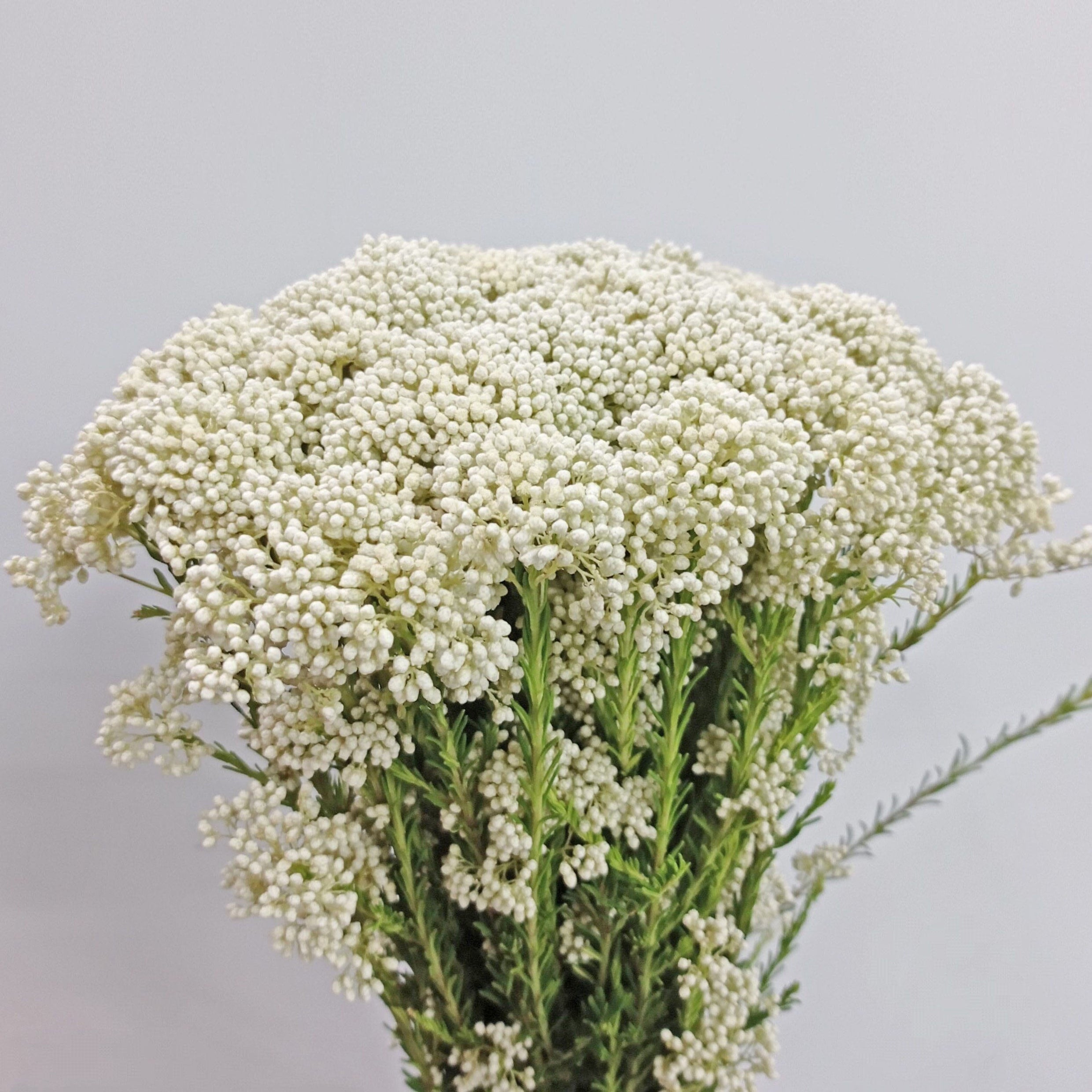 Online Fresh Cut Flowers | Floristika.com.my