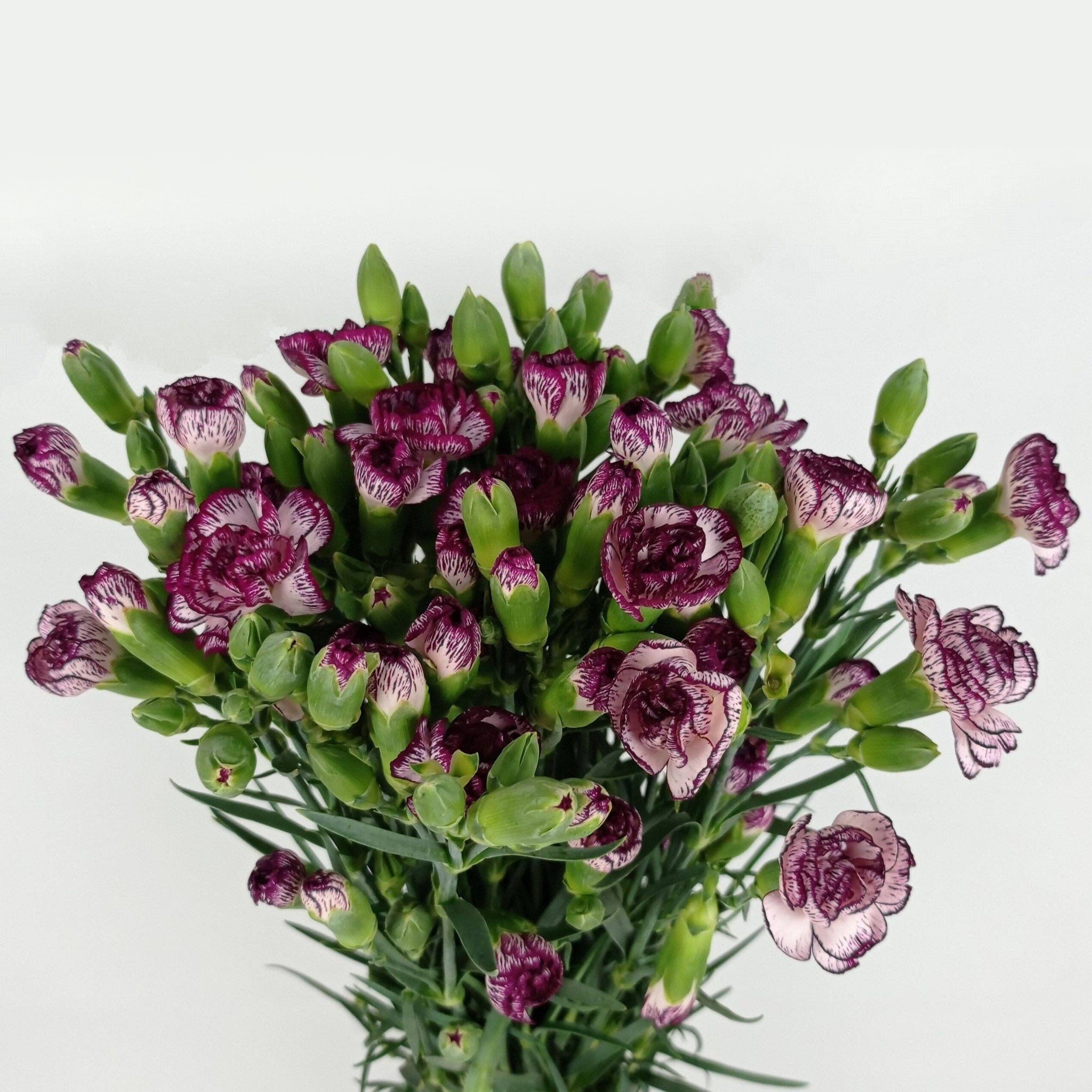 Carnation Malaysia | One / Two Tone Variety Wholesale Prices